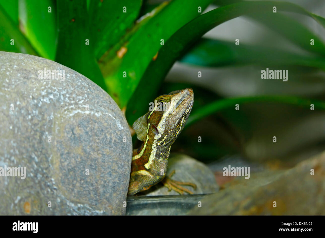 Basilisk Lizards Stock Photos & Basilisk Lizards Stock Images - Alamy