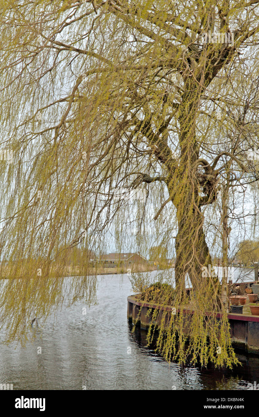 Rush and trees along riverbanks hi-res stock photography and images - Alamy