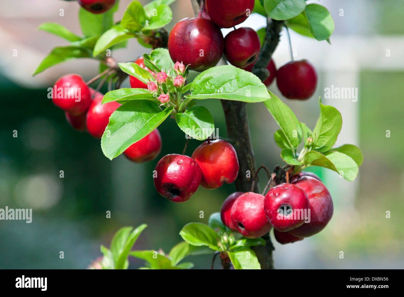 Malus floribunda hi-res stock photography and images - Alamy