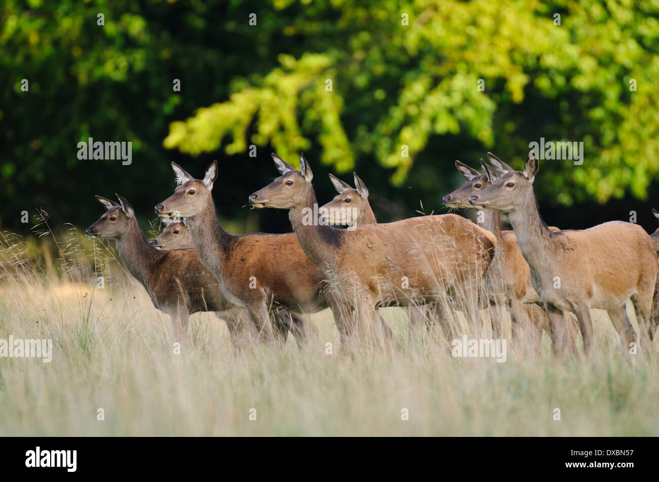 Red deer flock hi-res stock photography and images - Alamy