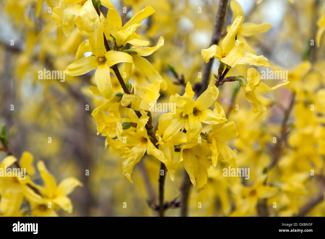 Spring time: Common forsythia (Forsythia x intermedia, Forsythia ...