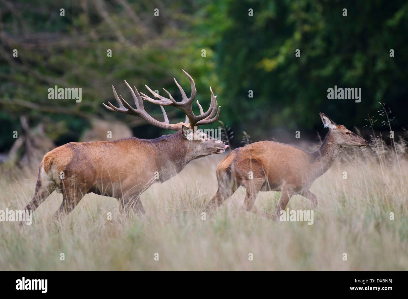 Deer sniffing hi-res stock photography and images - Alamy