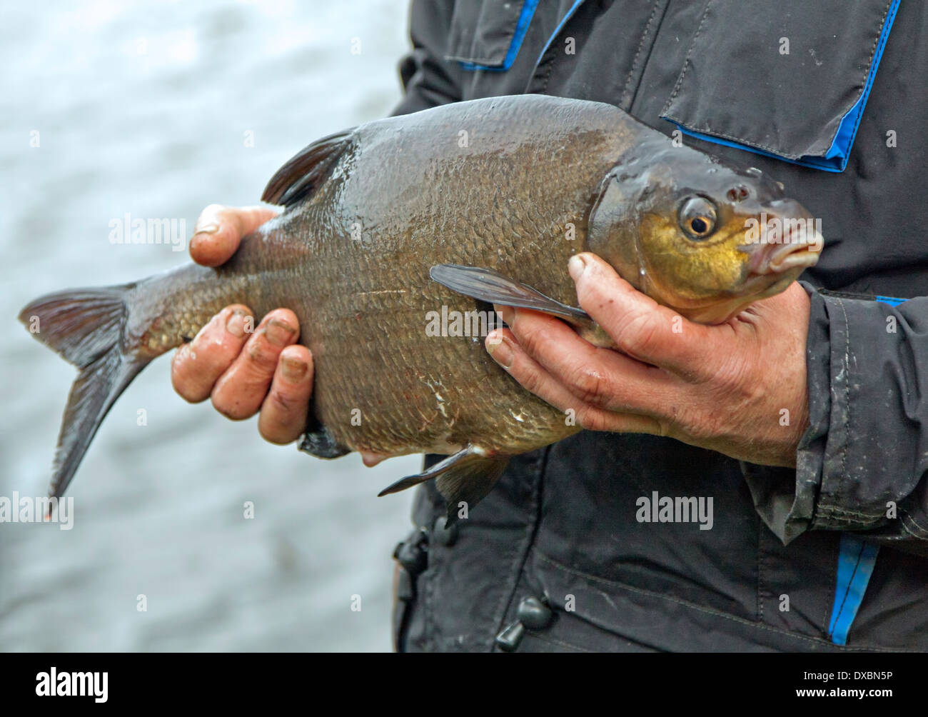 Catch of the day: A mature bronze-colored common bream caught in the ...