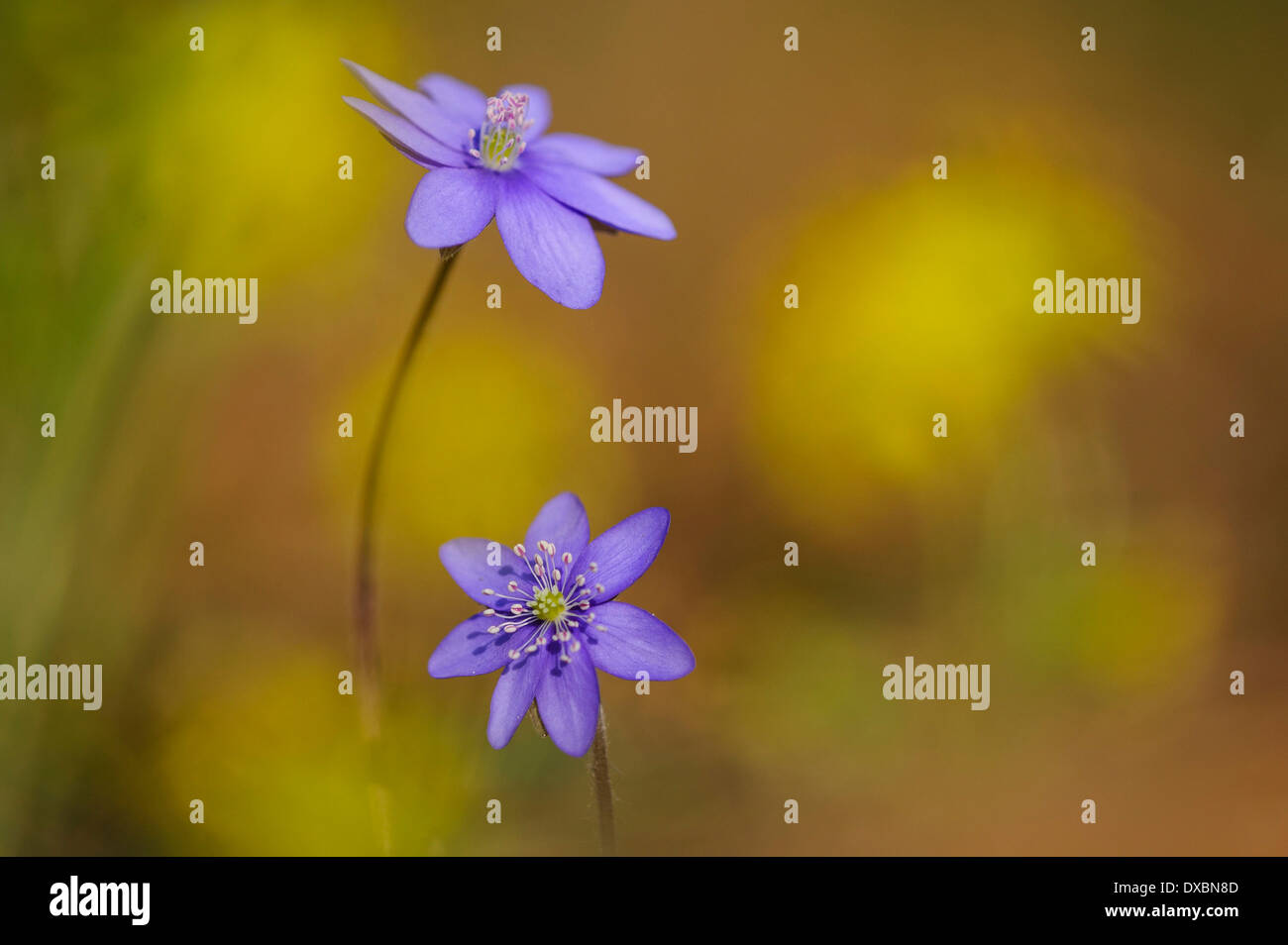 Hepatica hi-res stock photography and images - Alamy