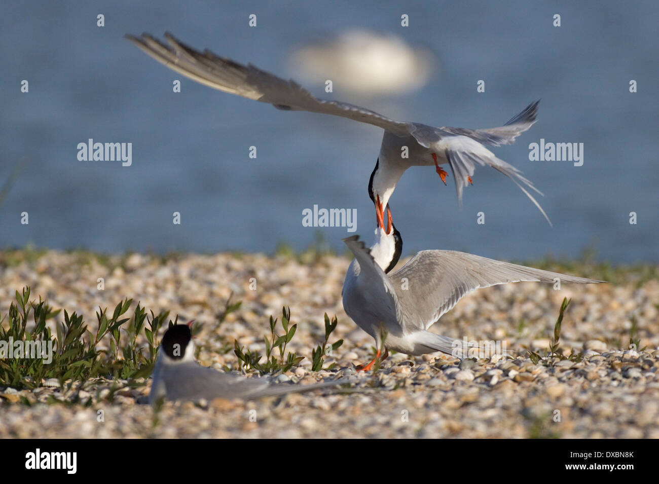 10 terns hi-res stock photography and images - Alamy