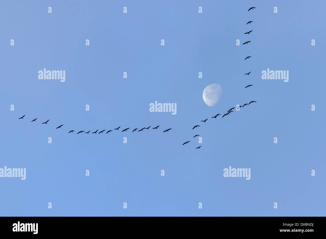 Flying goose moon hi-res stock photography and images - Alamy