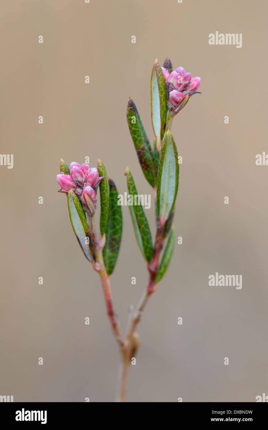 Bog rosemary hi-res stock photography and images - Alamy