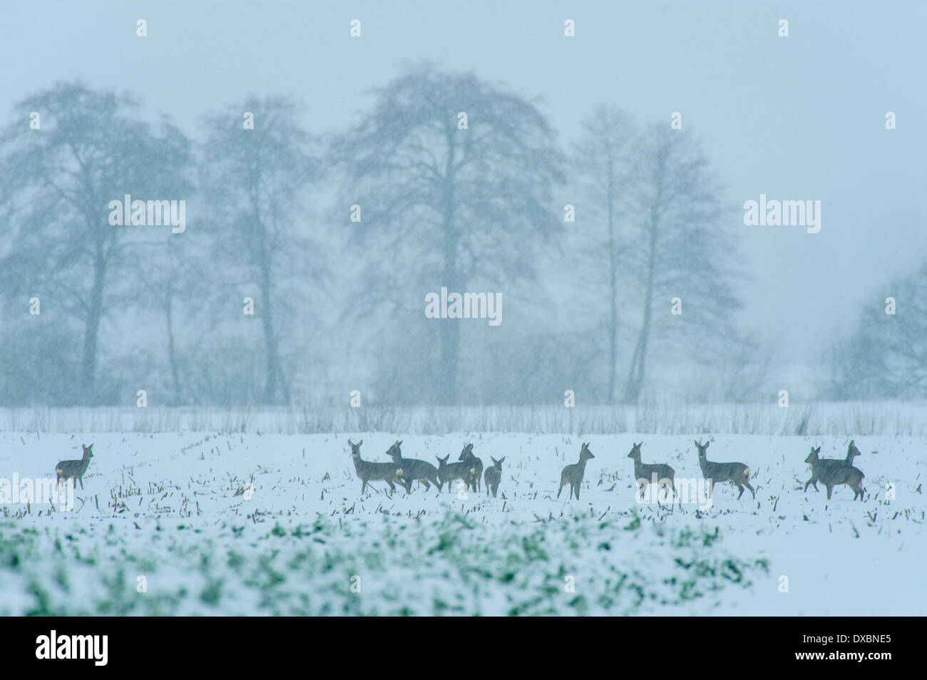 Landscape format roe deer image hi-res stock photography and images - Alamy