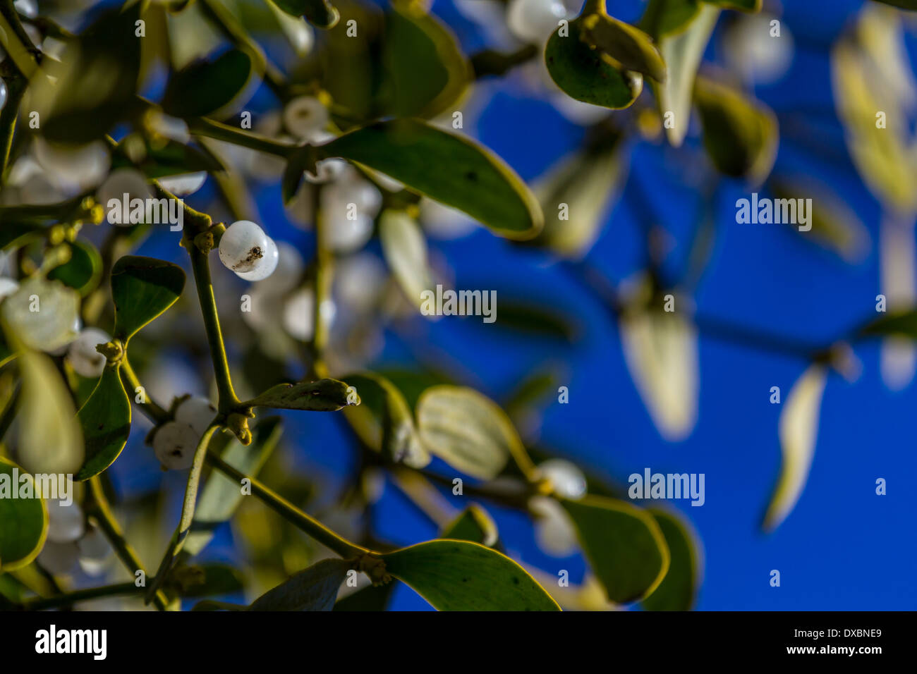 Growing Mistletoe High Resolution Stock Photography and Images - Alamy