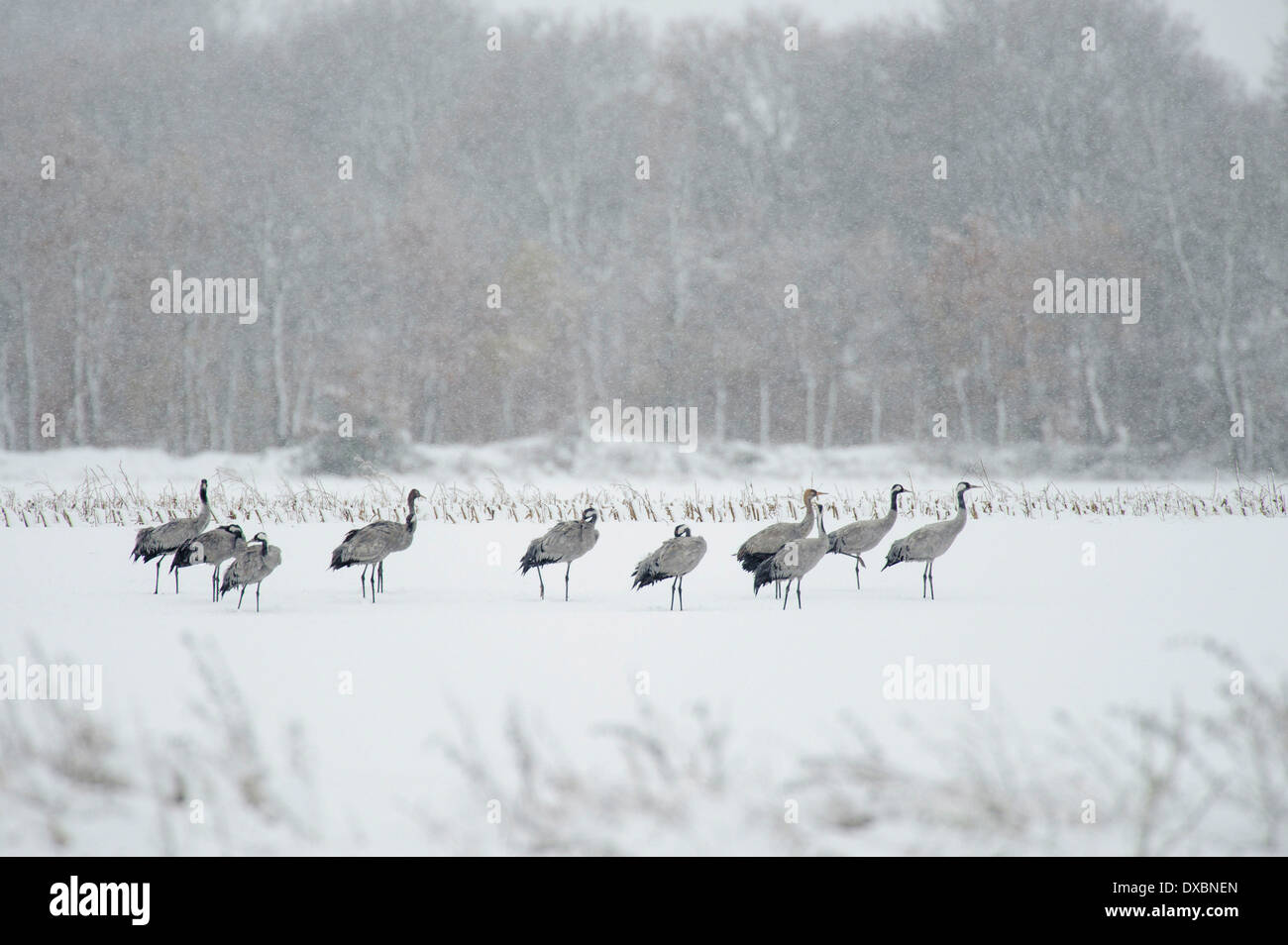 Crane open field hi-res stock photography and images - Alamy