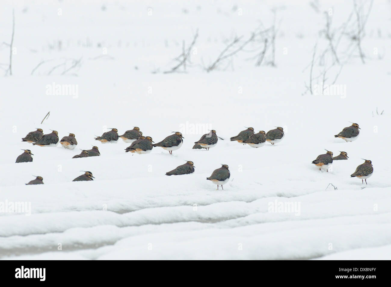 Lapwing image hi-res stock photography and images - Alamy