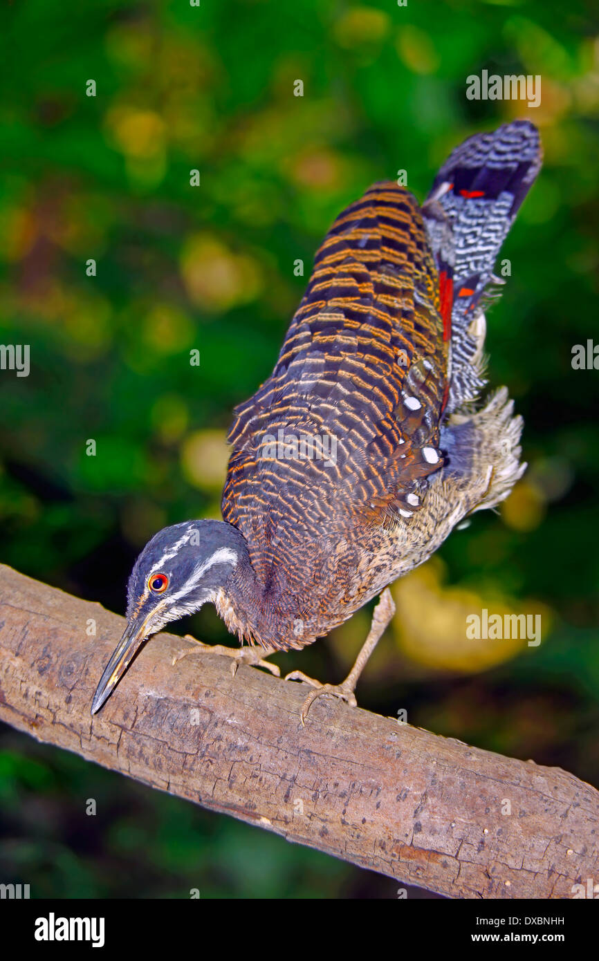 Sunbittern (Eurypyga helias) beginning of the display of a mating ...