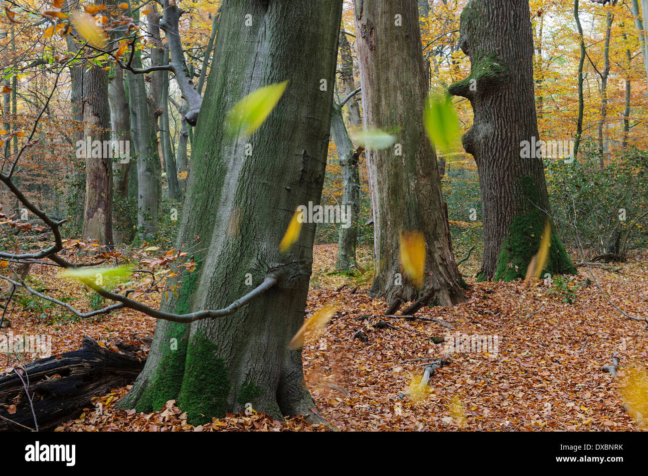 Beech color image hi-res stock photography and images - Alamy