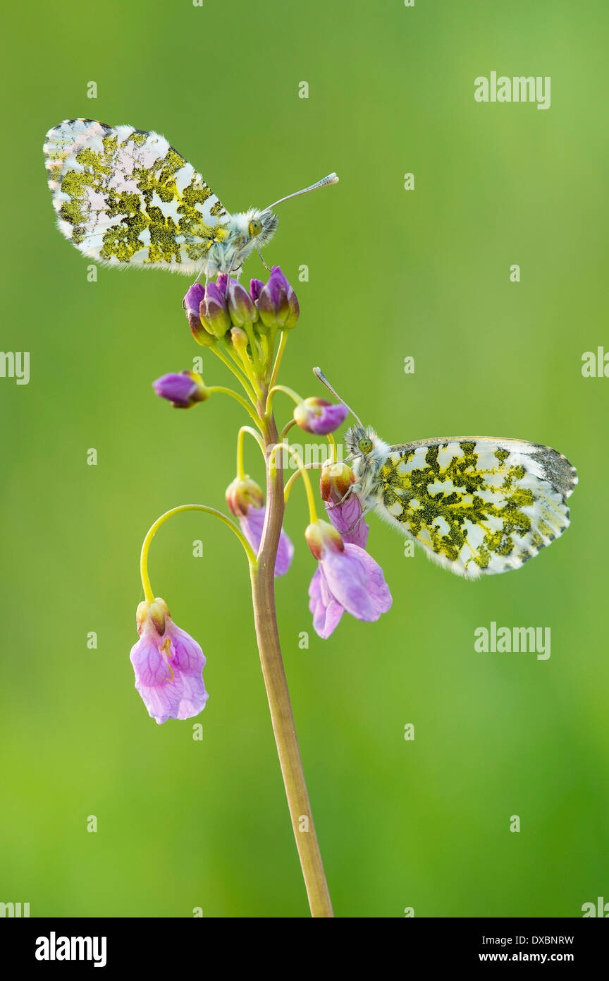 Pair of orange tip butterflies hi-res stock photography and images - Alamy