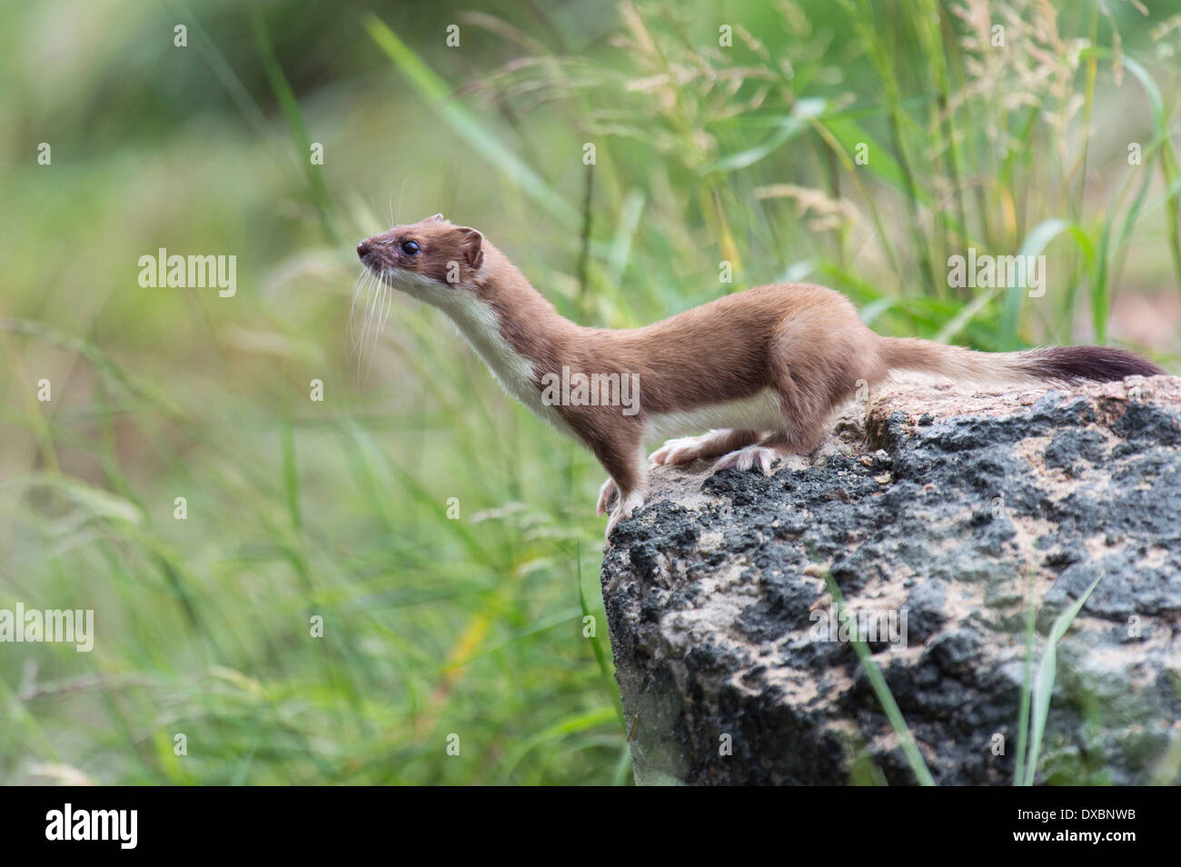 Ermine in summer coat hi-res stock photography and images - Alamy