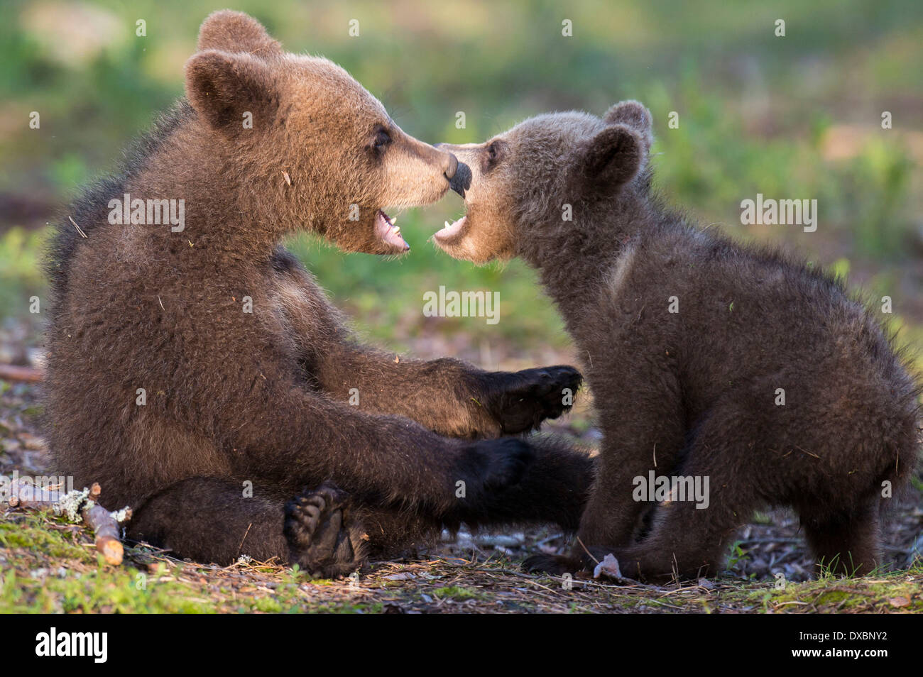 European Brown Bear Stock Photo - Alamy
