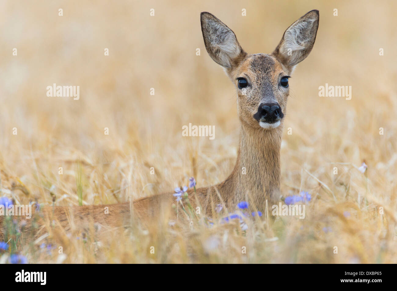 Roe deer female side view hi-res stock photography and images - Alamy