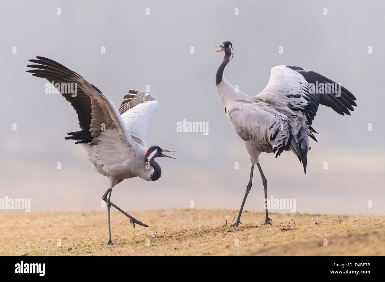 Dancing crane hi-res stock photography and images - Alamy