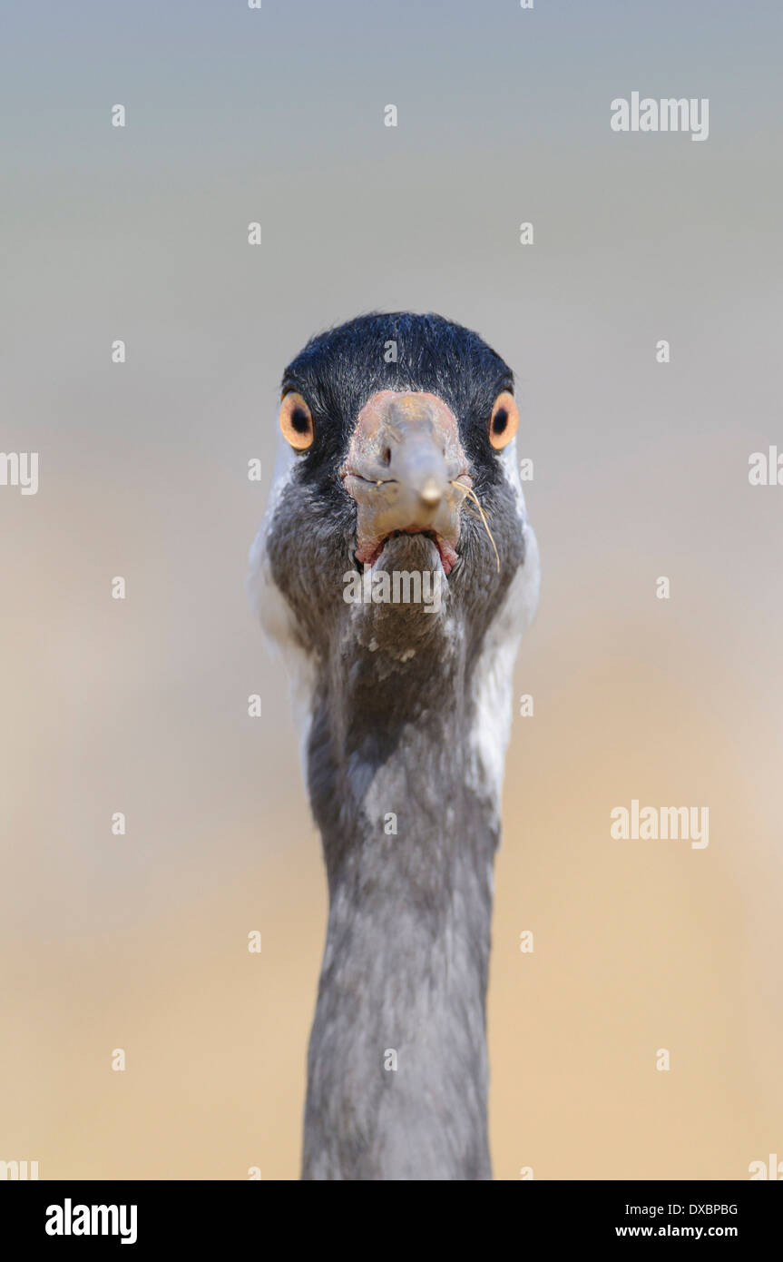 Adult crane head hi-res stock photography and images - Alamy