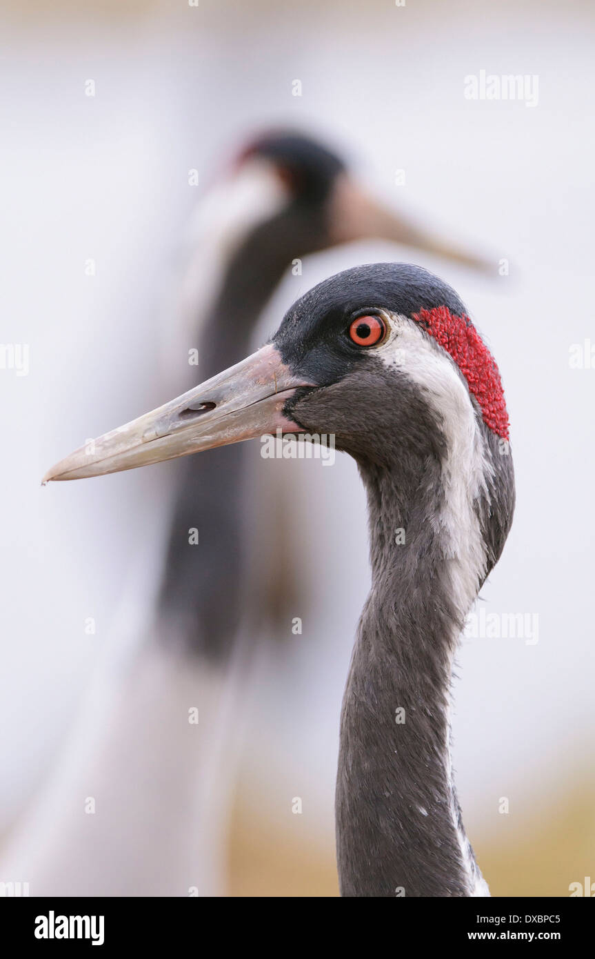 Common crane hi-res stock photography and images - Alamy