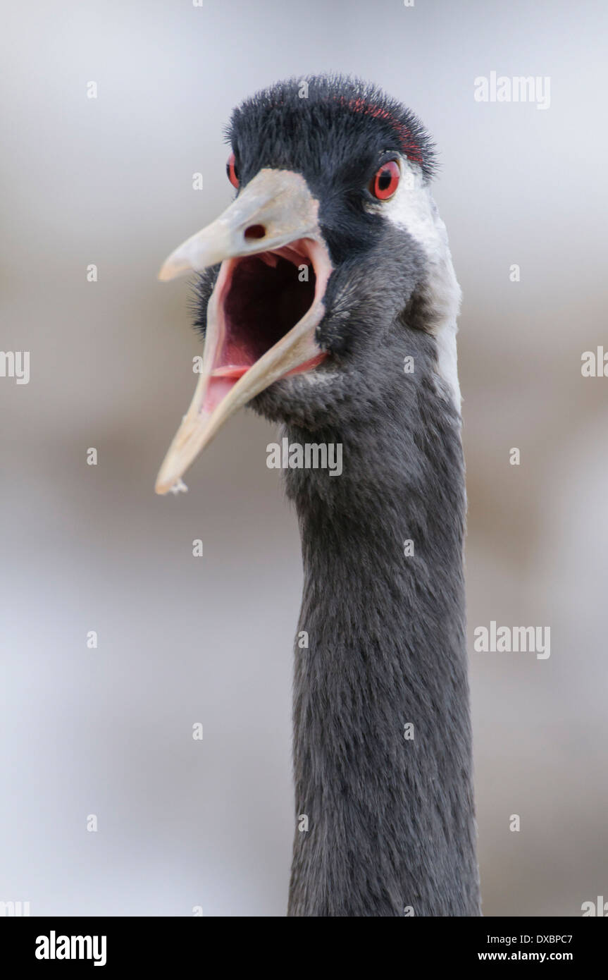 Vertical shot common crane hi-res stock photography and images - Alamy