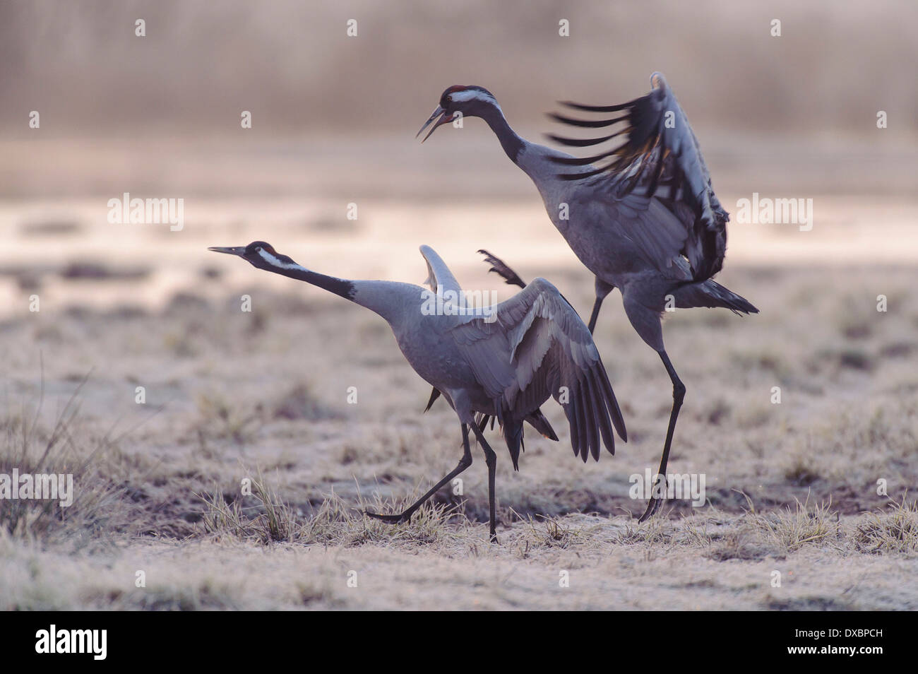 Common crane mating sweden hi-res stock photography and images - Alamy