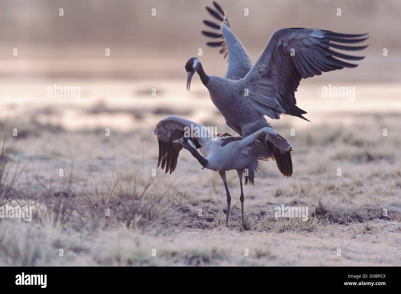 Twilight of the crane hi-res stock photography and images - Alamy