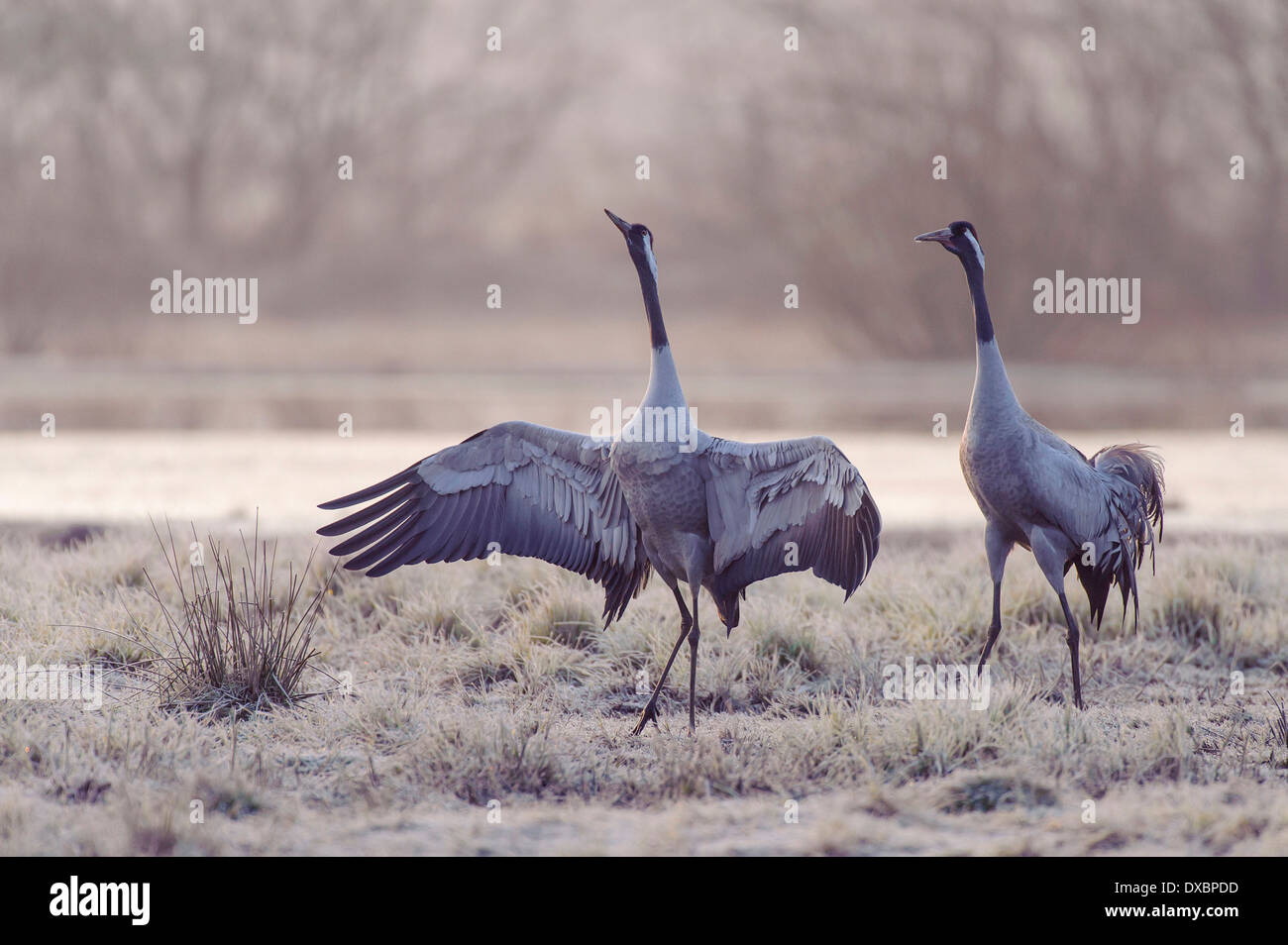 Crane courtship display hi-res stock photography and images - Alamy