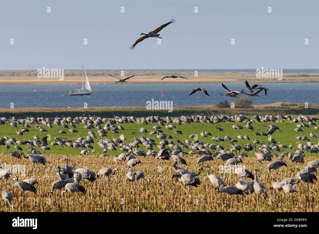 Coastal crane hi-res stock photography and images - Alamy