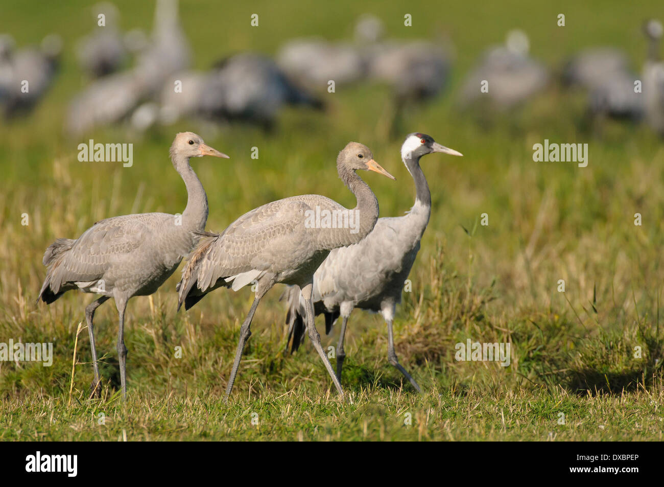 Adult crane walking hi-res stock photography and images - Alamy
