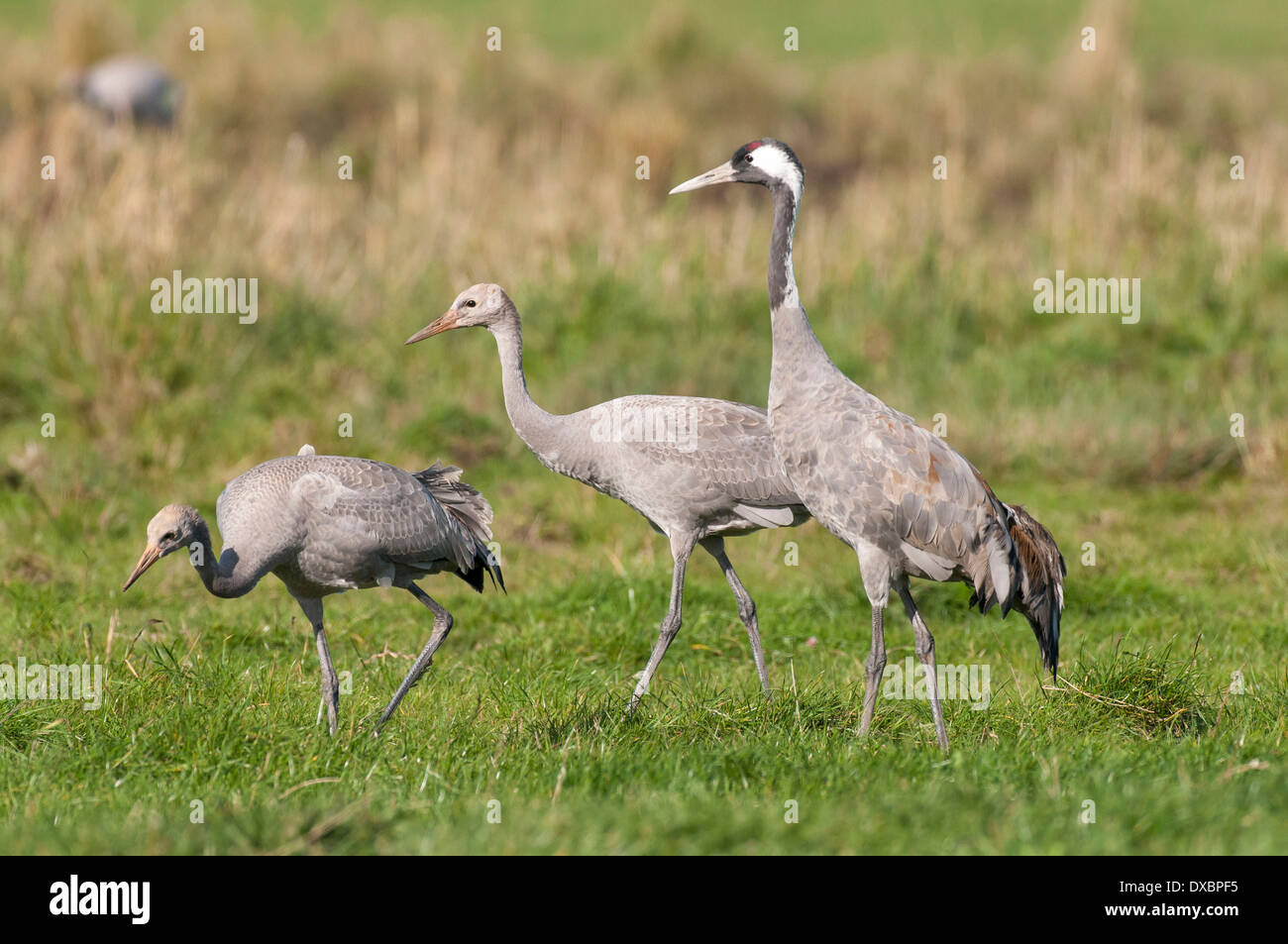 Common crane with youngs hi-res stock photography and images - Alamy