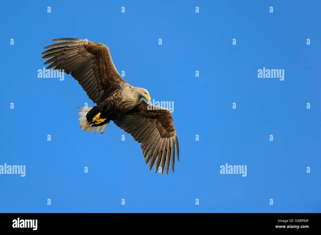 White tailed eagle eagles hi-res stock photography and images - Alamy