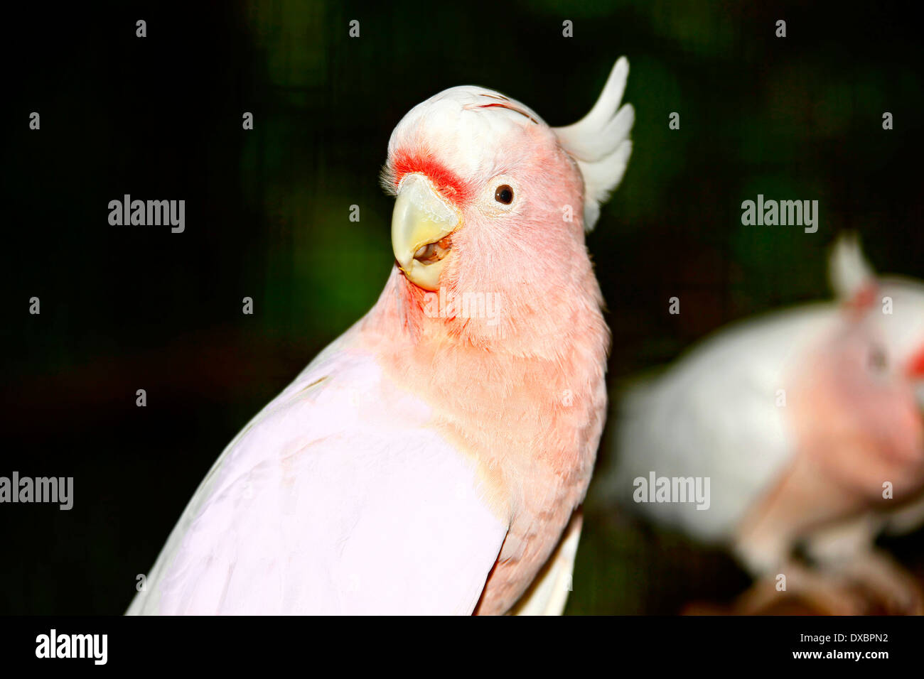 Major Mitchell's Cockatoo (Cacatua leadbeateri Stock Photo - Alamy
