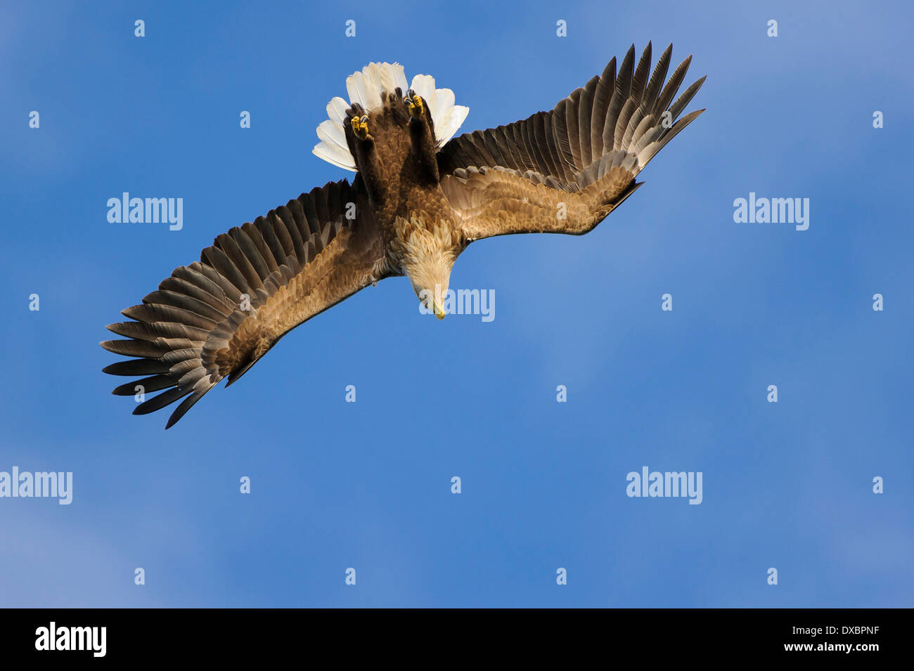 White tailed eagle images hi-res stock photography and images - Alamy