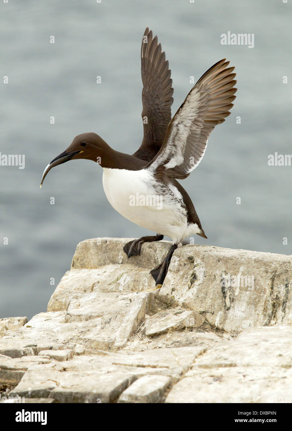 Guillemot climbing over rocks holding a sand eel in his bill Stock ...