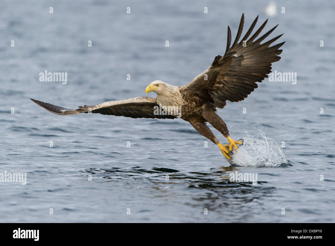 White tailed eagle hi-res stock photography and images - Alamy