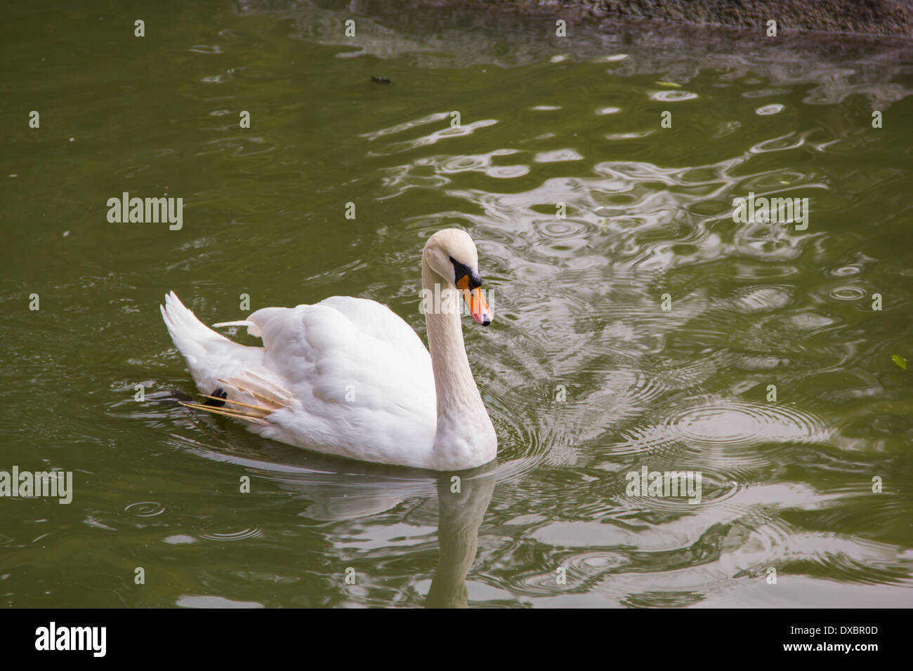 swan on the pond Stock Photo - Alamy