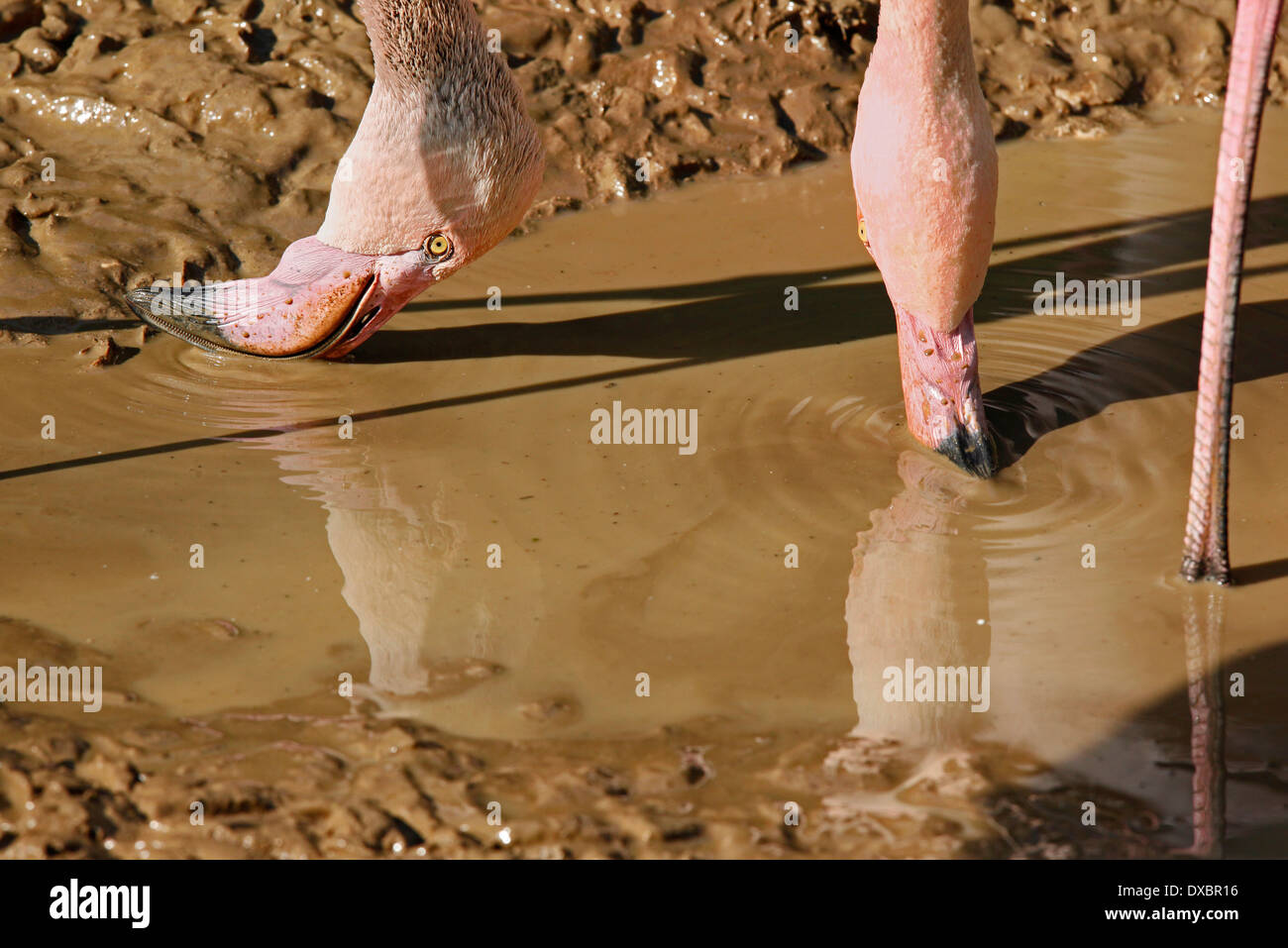 Two Roseate flamingo (Phoenicopterus roseus) using bill Stock Photo - Alamy