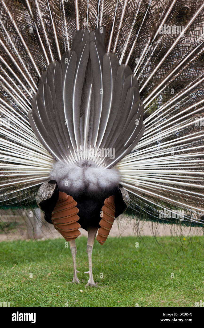 Close Up Peacocks Tail Stock Photos & Close Up Peacocks Tail Stock ...