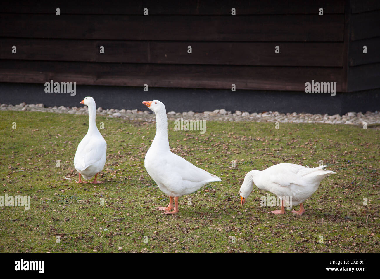 Barn and geese hi-res stock photography and images - Alamy