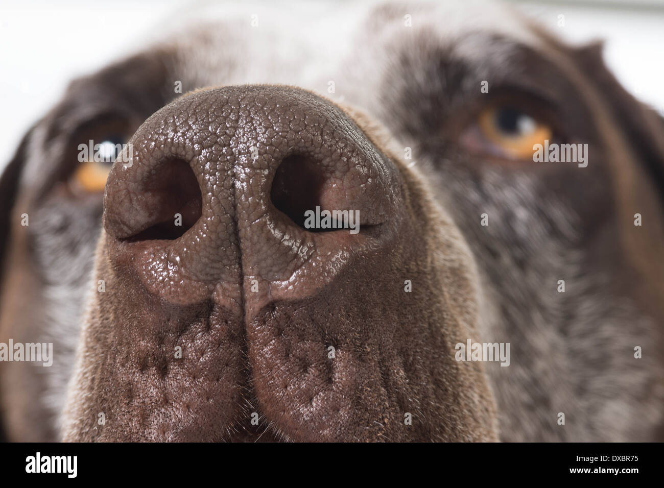 dog nose close up - german shorthaired pointer Stock Photo - Alamy