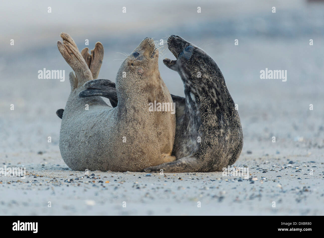 Seal couple hi-res stock photography and images - Alamy