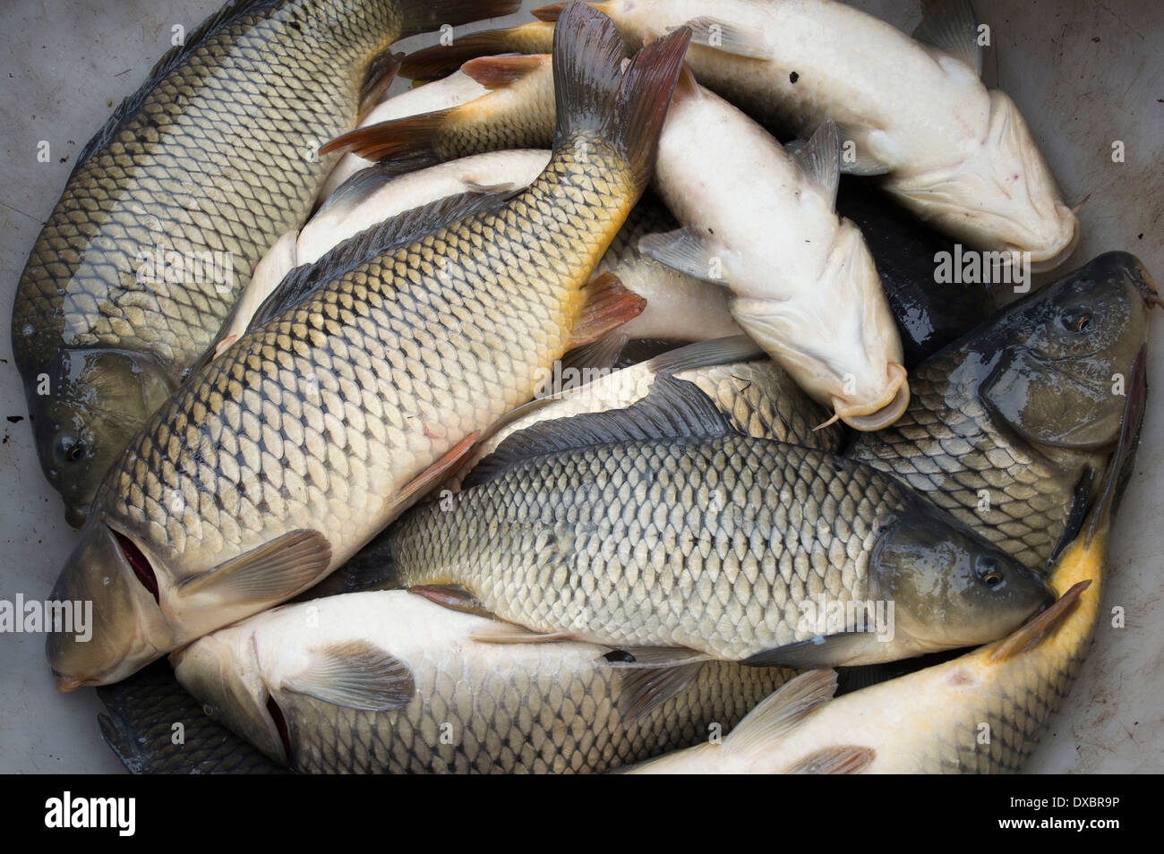 Carp farming hi-res stock photography and images - Alamy