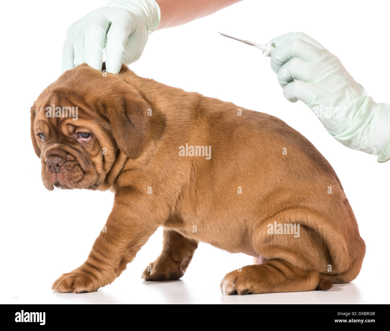 What Does A Microchip In A Dog Look Like