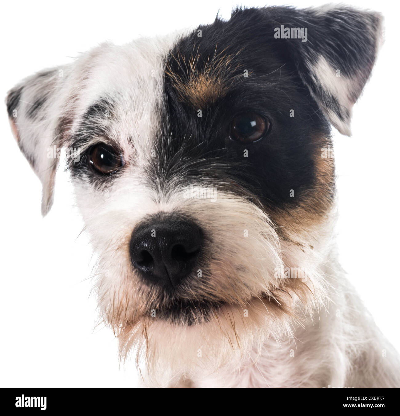jack russel terrier portrait Stock Photo - Alamy