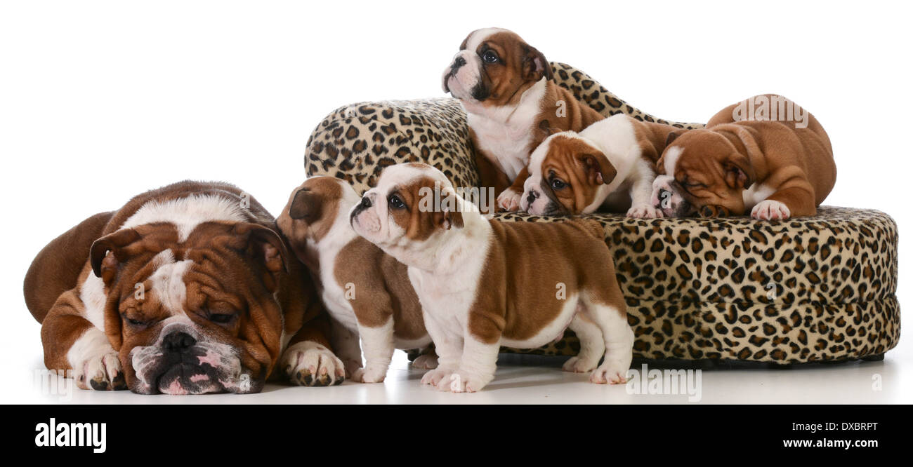 bulldog family - father and five puppies isolated on white background ...