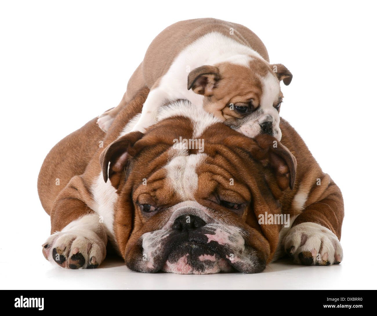 dog father with son laying on his back isolated on white background - 8 ...