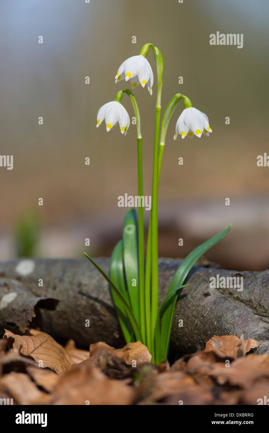 Leucojum vernum hi-res stock photography and images - Alamy
