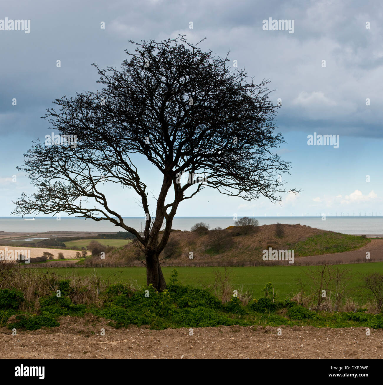 Tree Norfolk coast Stock Photo - Alamy
