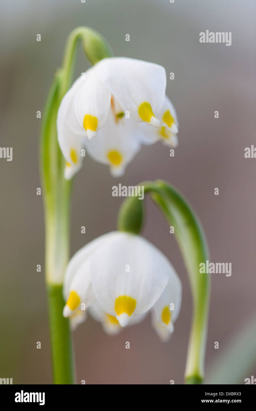 Leucojum vernum hi-res stock photography and images - Alamy